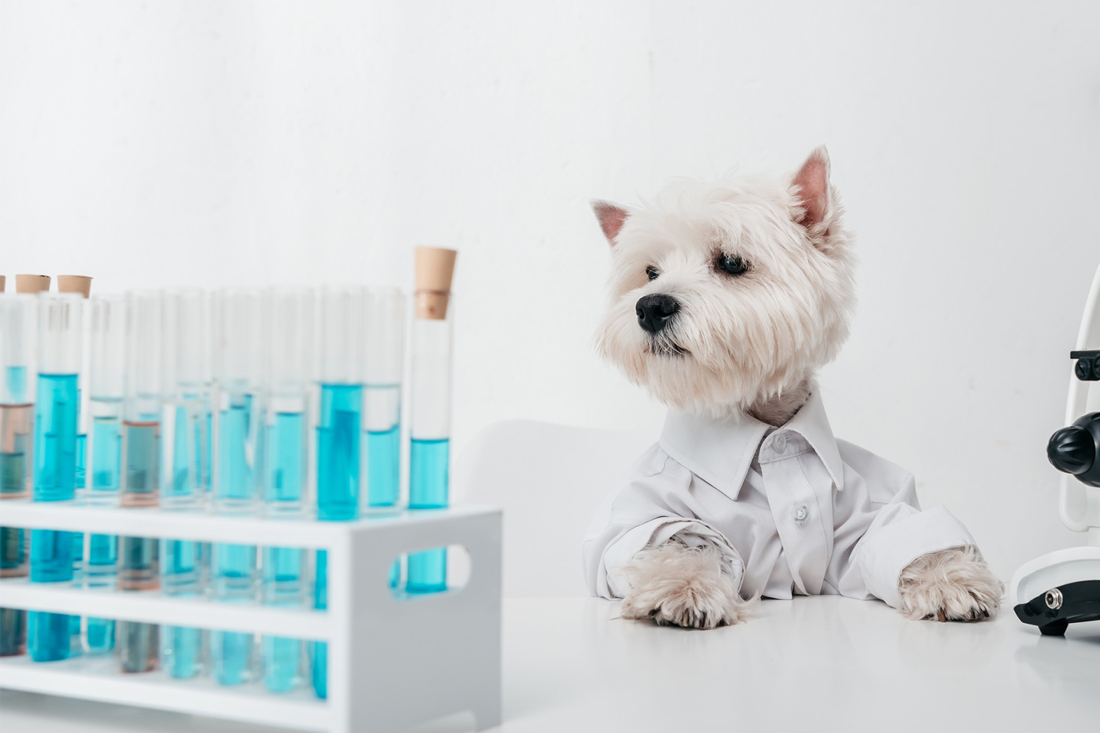 Services – Midwest Vet Labs