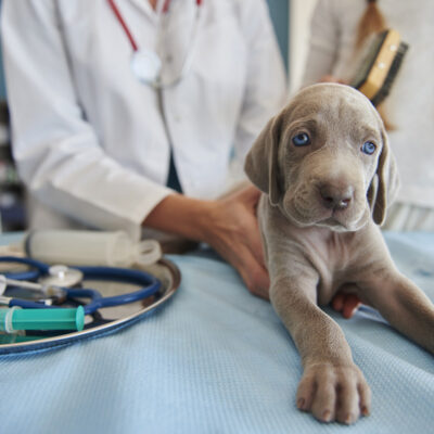 Contact - Midwest Vet Labs